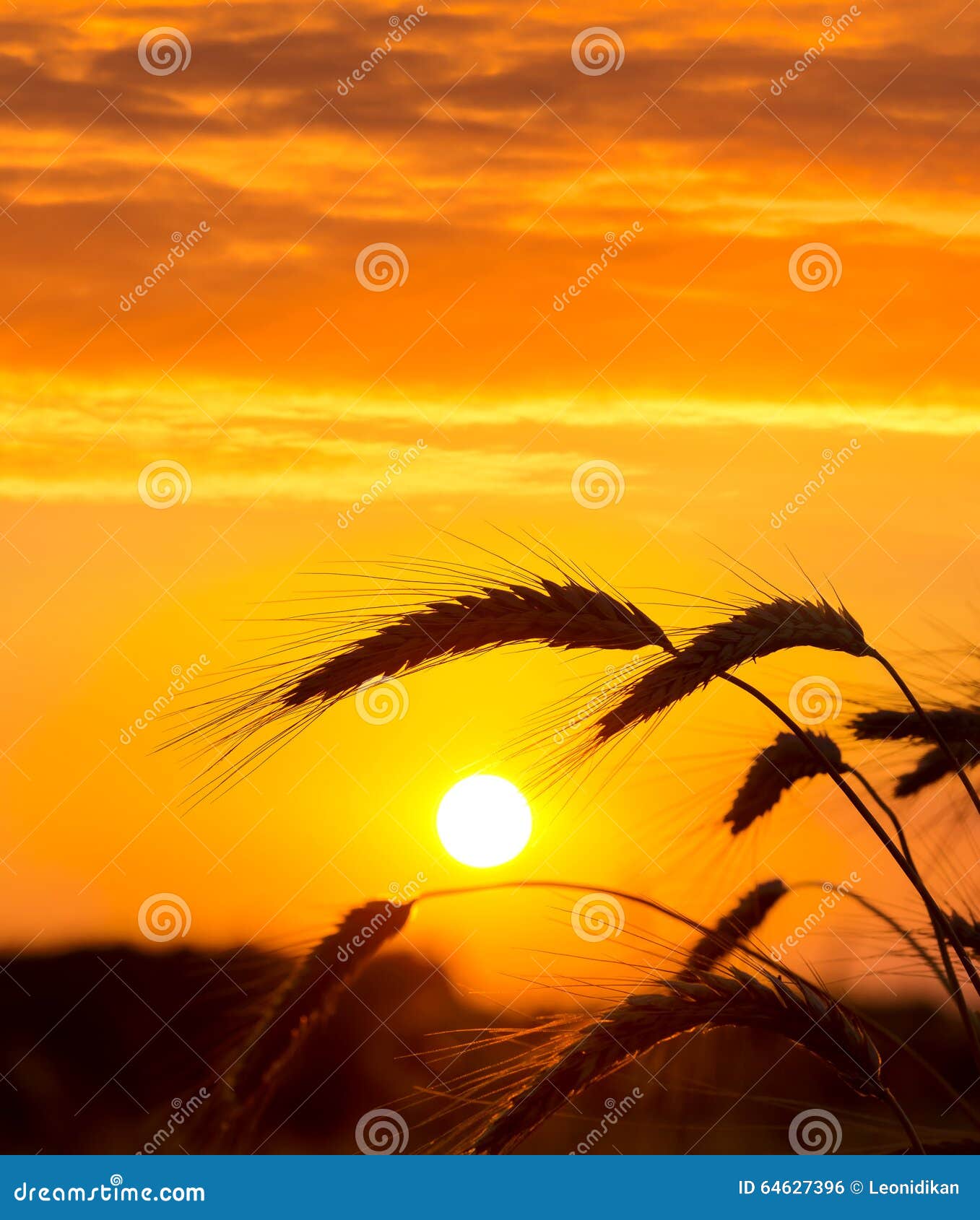Wheat at sunset stock photo. Image of plant, farm, landscape - 64627396