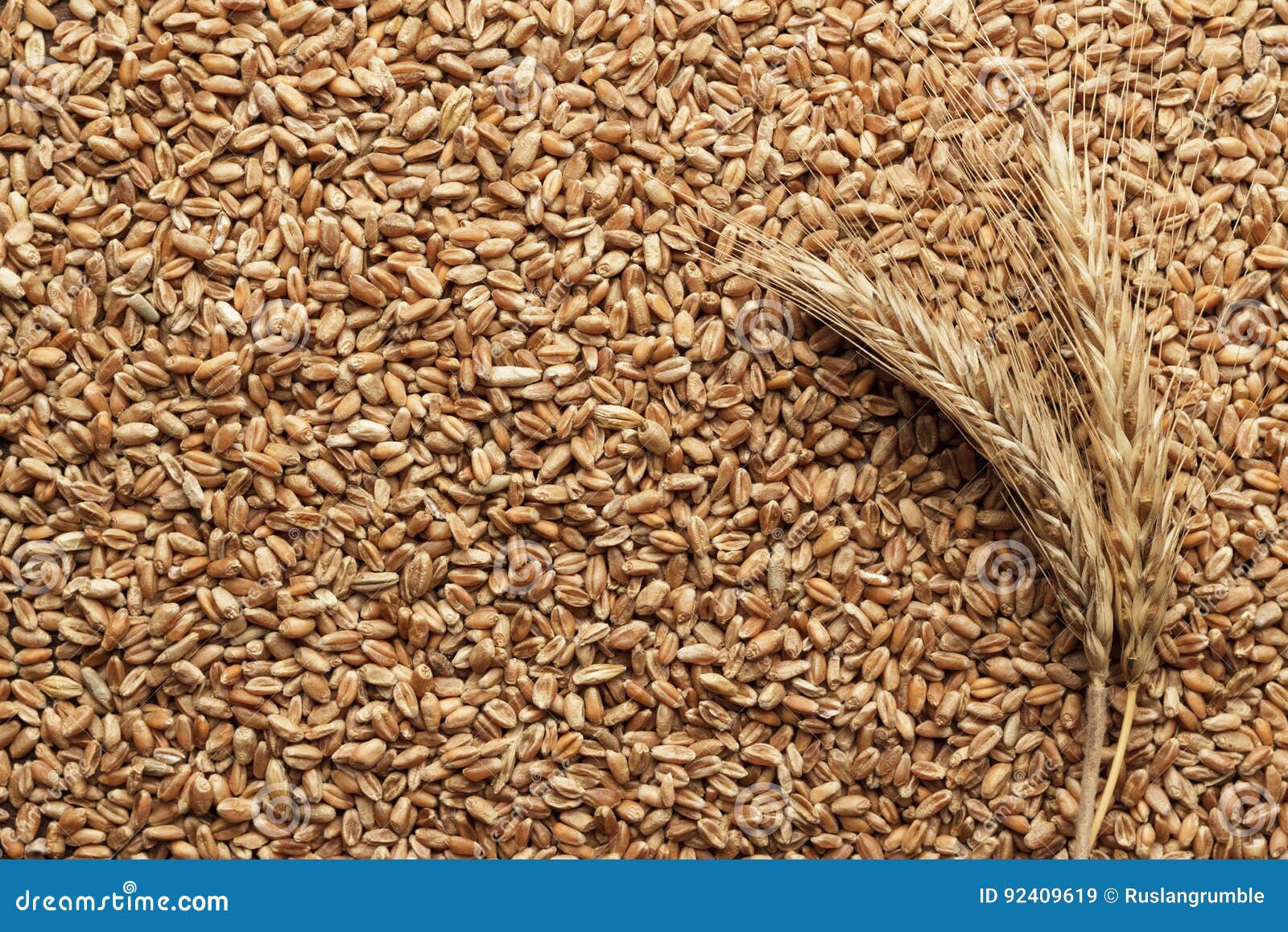 Wheat on the table stock image. Image of backdrop, closeup - 92409619