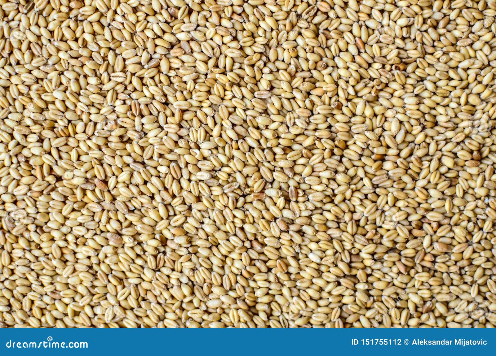 Wheat Texture Stock Photo | CartoonDealer.com #26905674