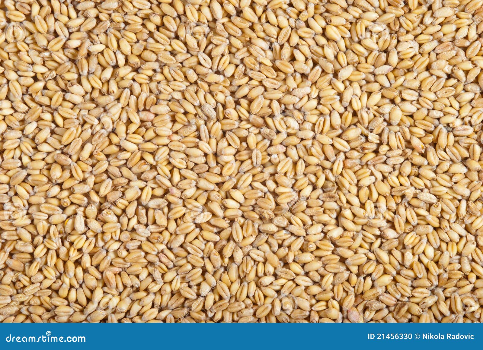 Wheat Texture Stock Photo - Image: 21456330