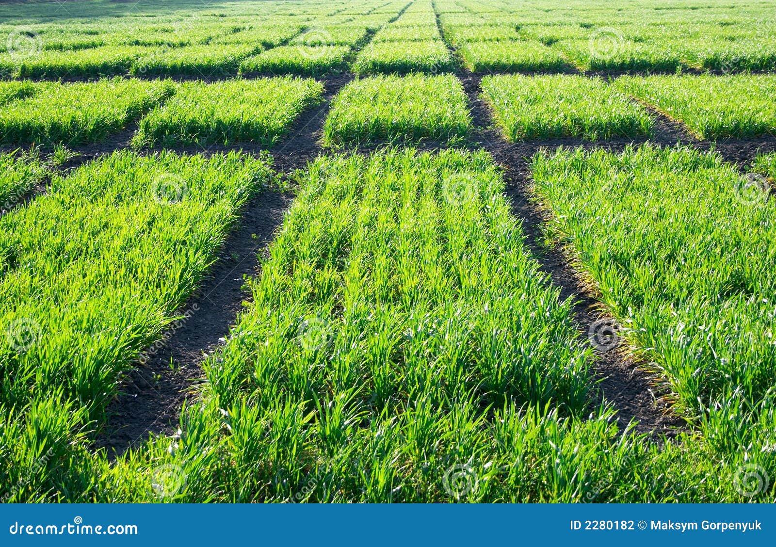 Wheat Texture Picture. Image: 2280182