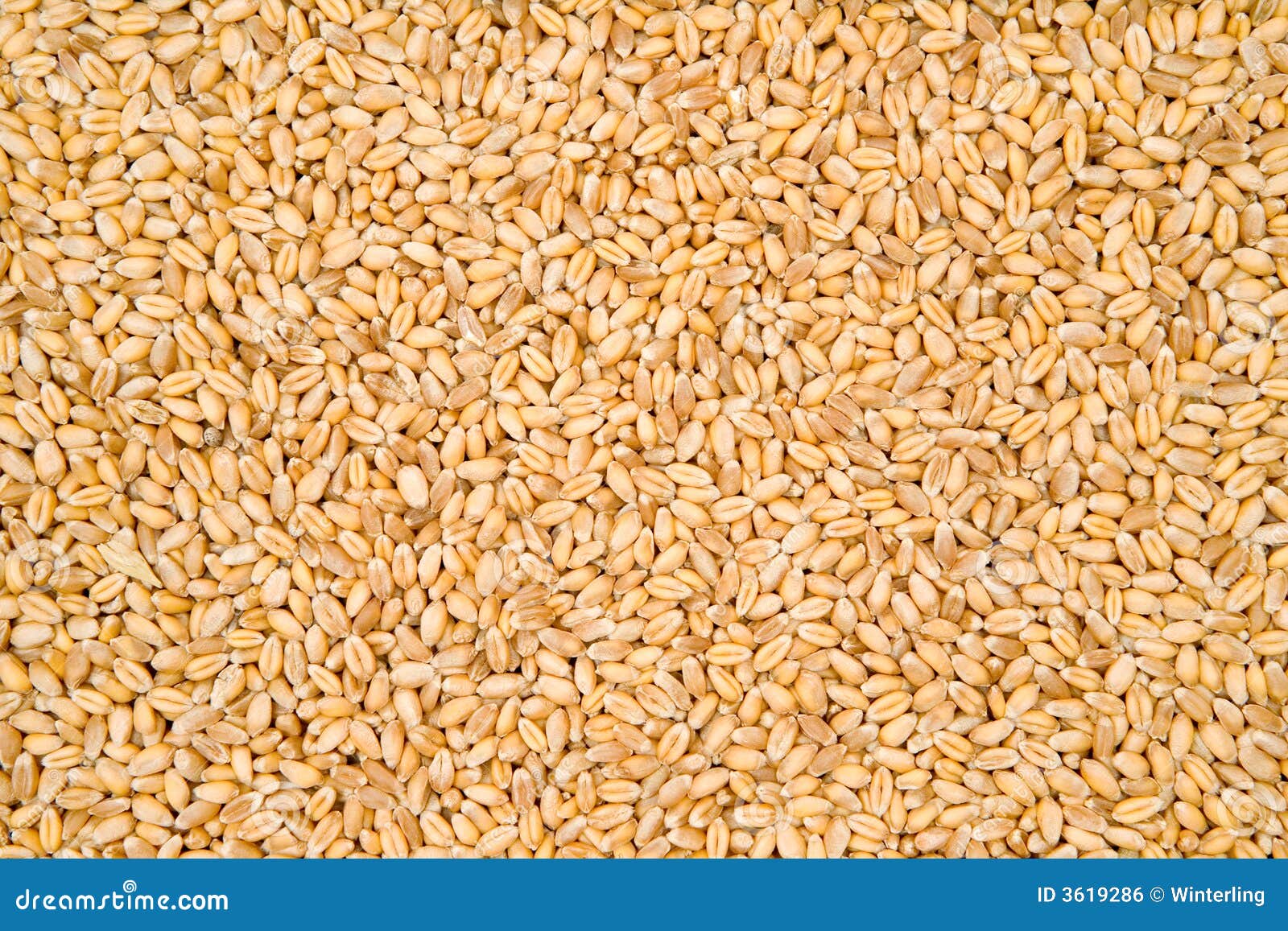 Wheat Texture stock photo. Image of ripe, corns, nutrition - 3619286