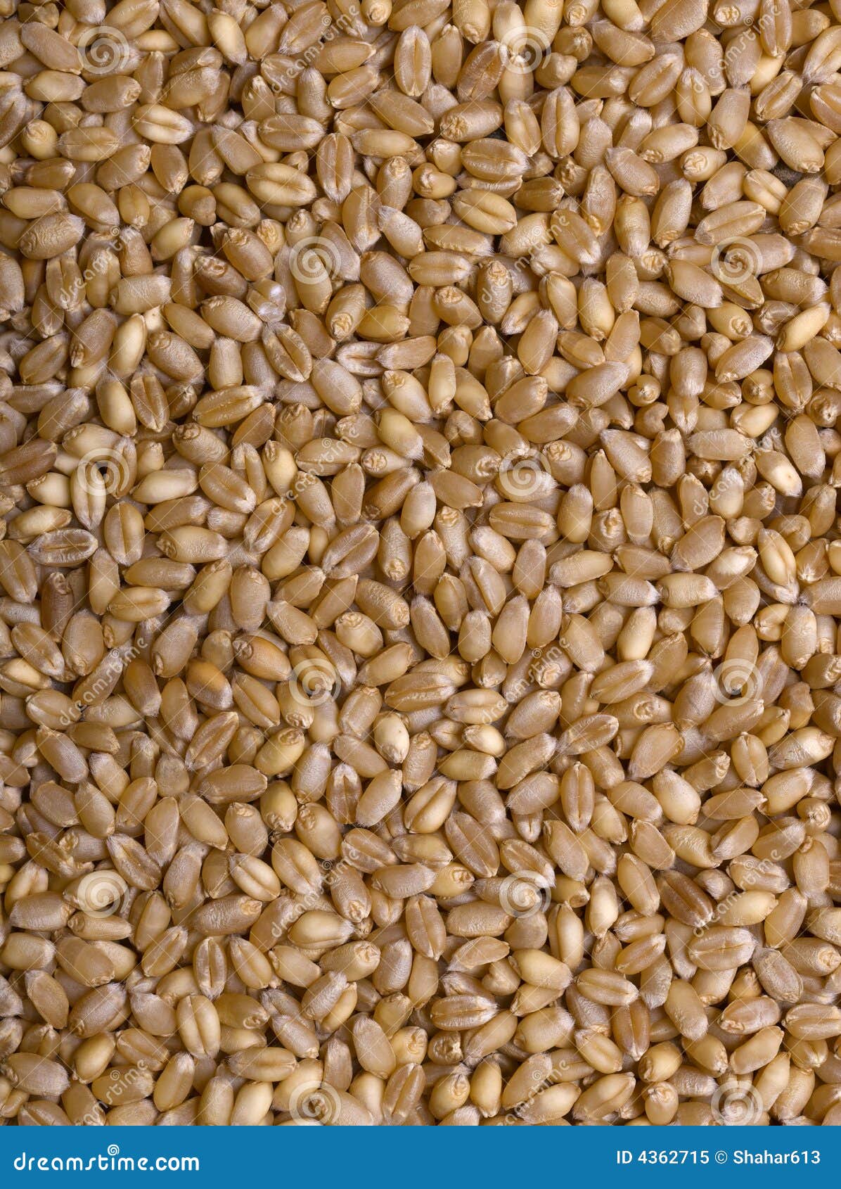 Wheat Texture stock image. Image of nutrition, ripe, detail - 4362715