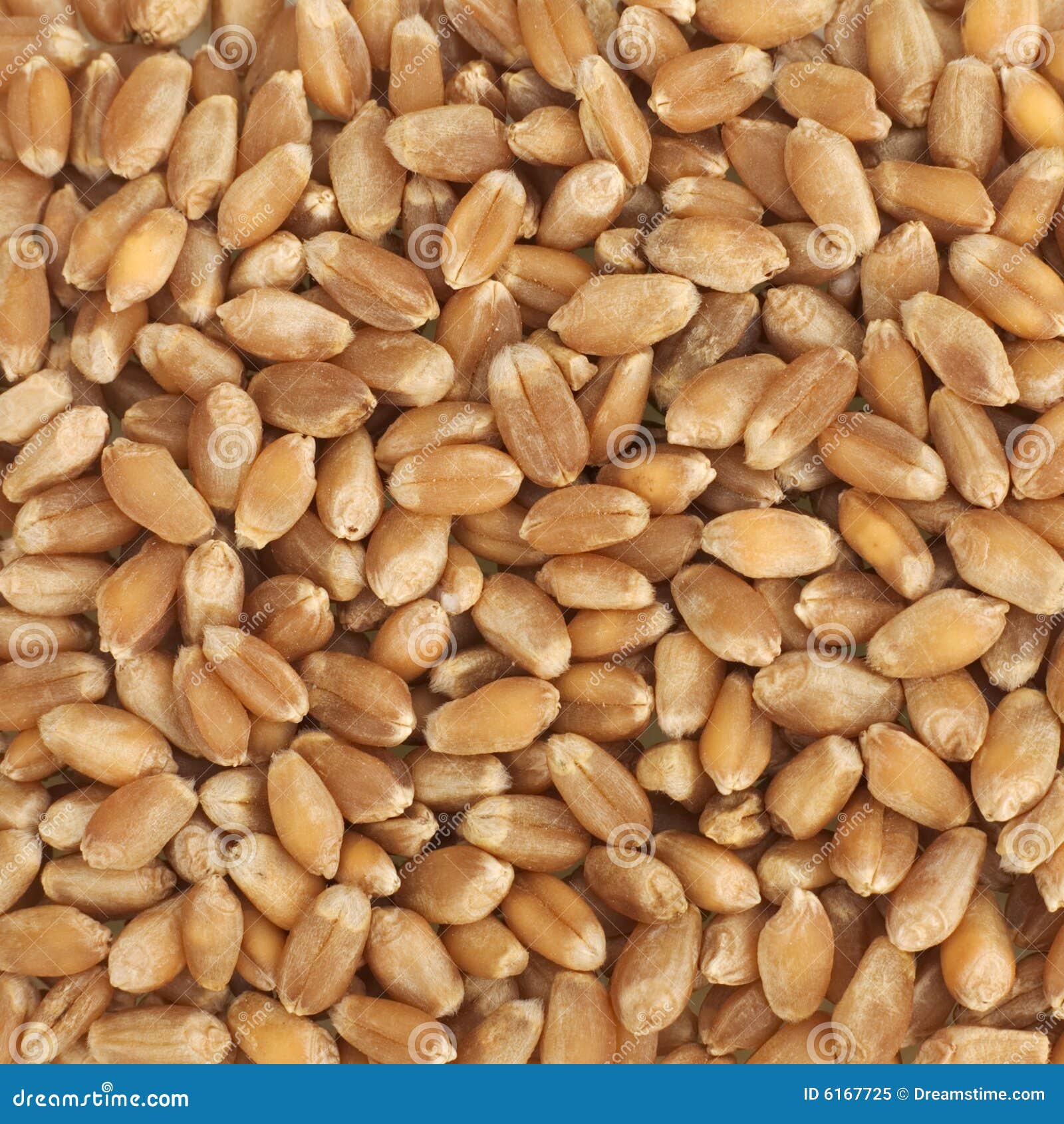 Wheat texture stock image. Image of grains, agriculture - 6167725