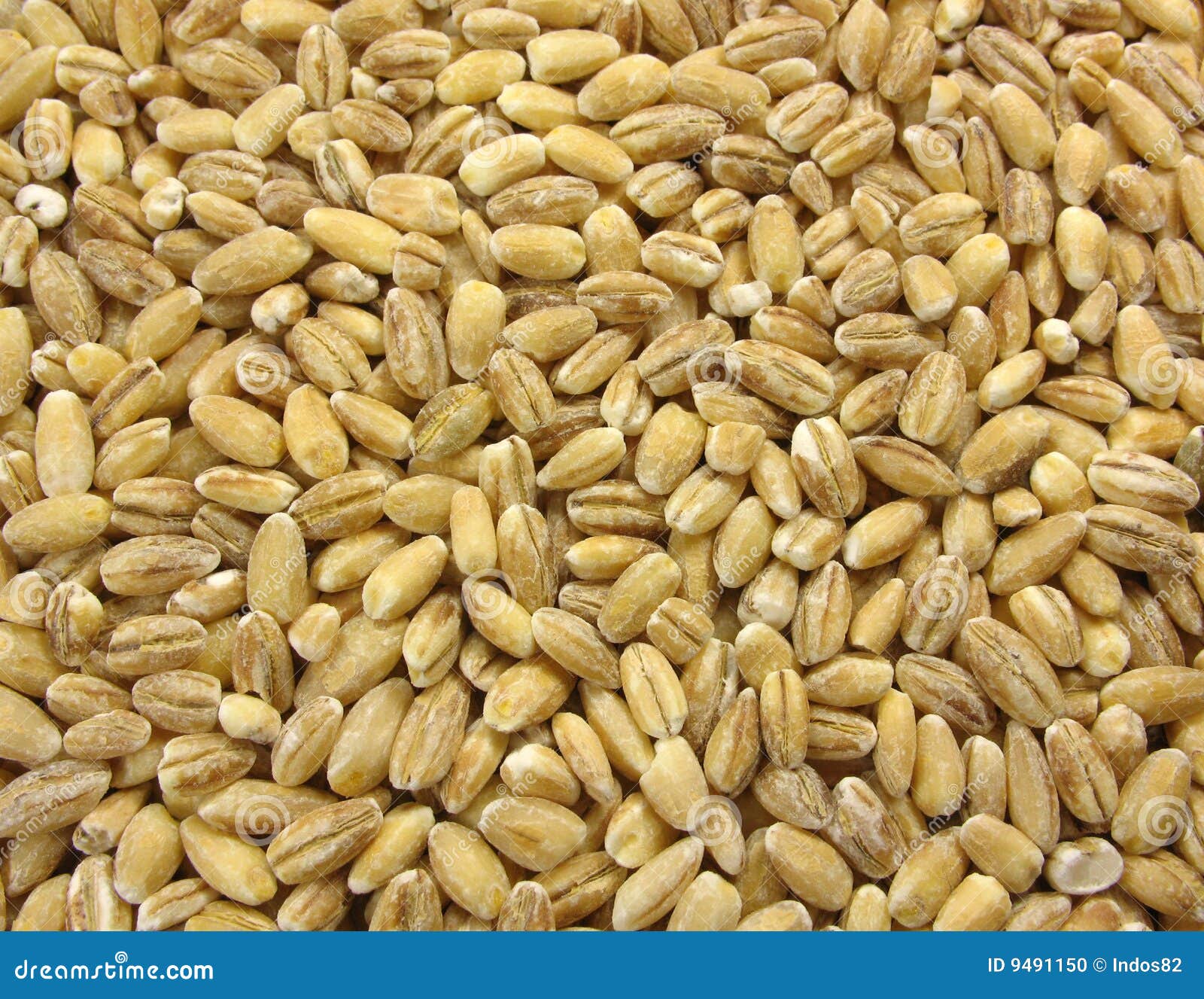Wheat texture stock photo. Image of grain, wheat, detail - 9491150