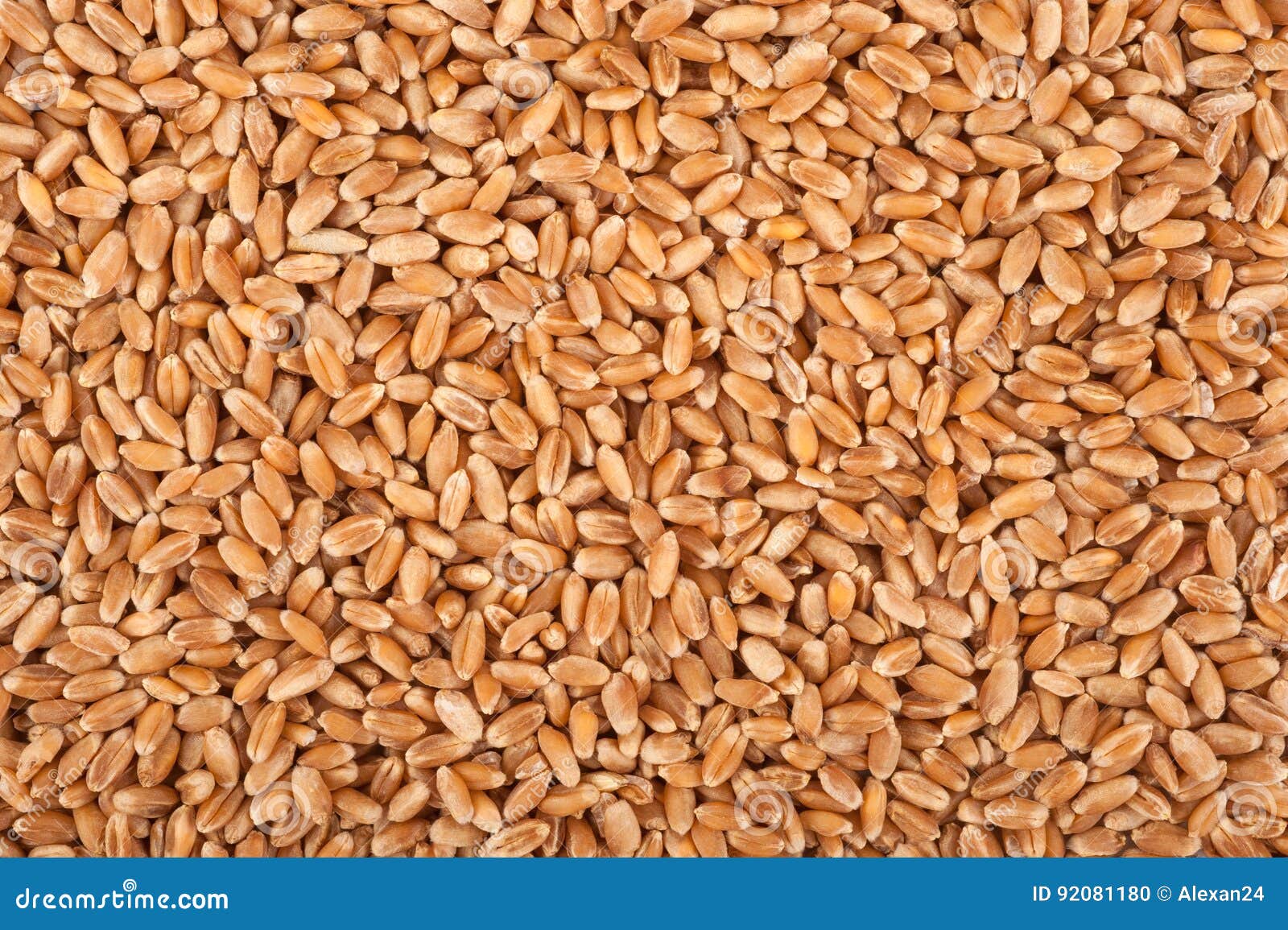 Wheat Texture Stock Photo | CartoonDealer.com #26905674