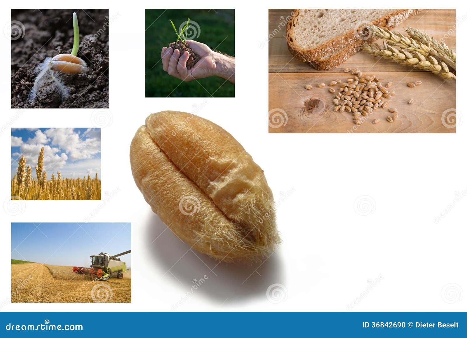 From wheat to bread stock photo. Image of cereal, collage - 36842690