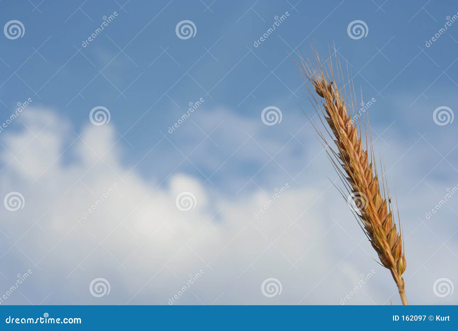Wheat top stock image. Image of crop, blurred, blue, food - 162097