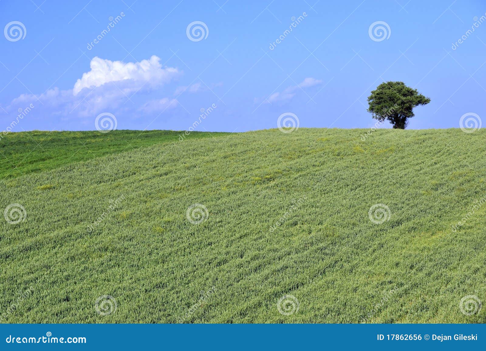 Wheat and tree stock photo. Image of region, geometry - 17862656