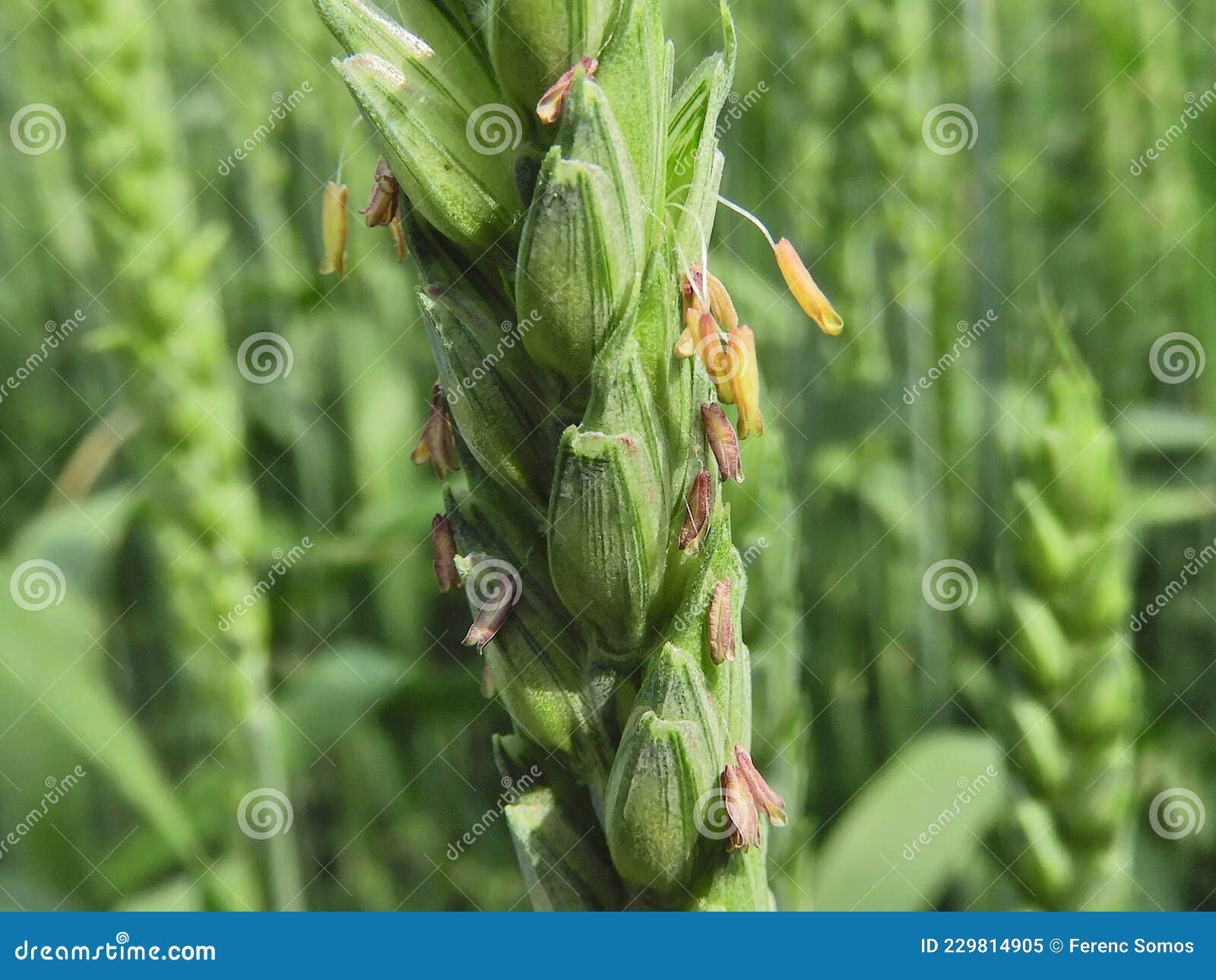Wheat (Triticum Aestivum) Anthers, the Wheat is in Bloom. Stock Image ...