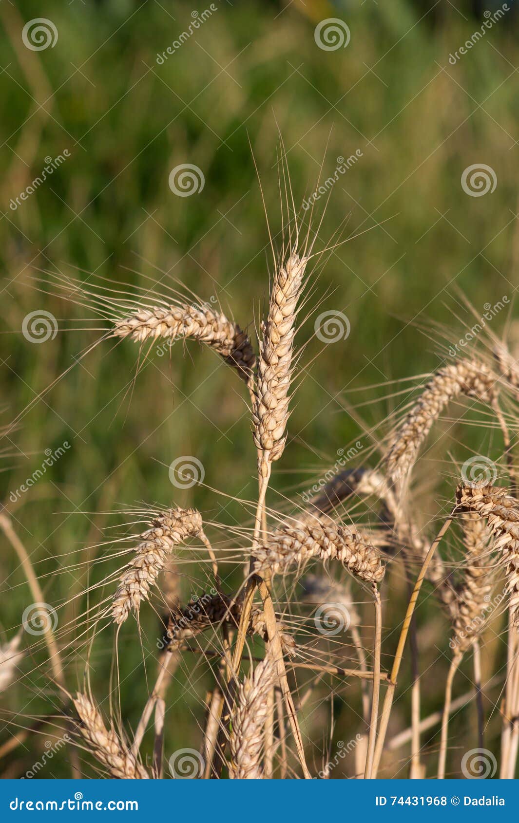Wheat (Triticum Aestivum L.) Stock Photo - Image of rural, bread: 74431968