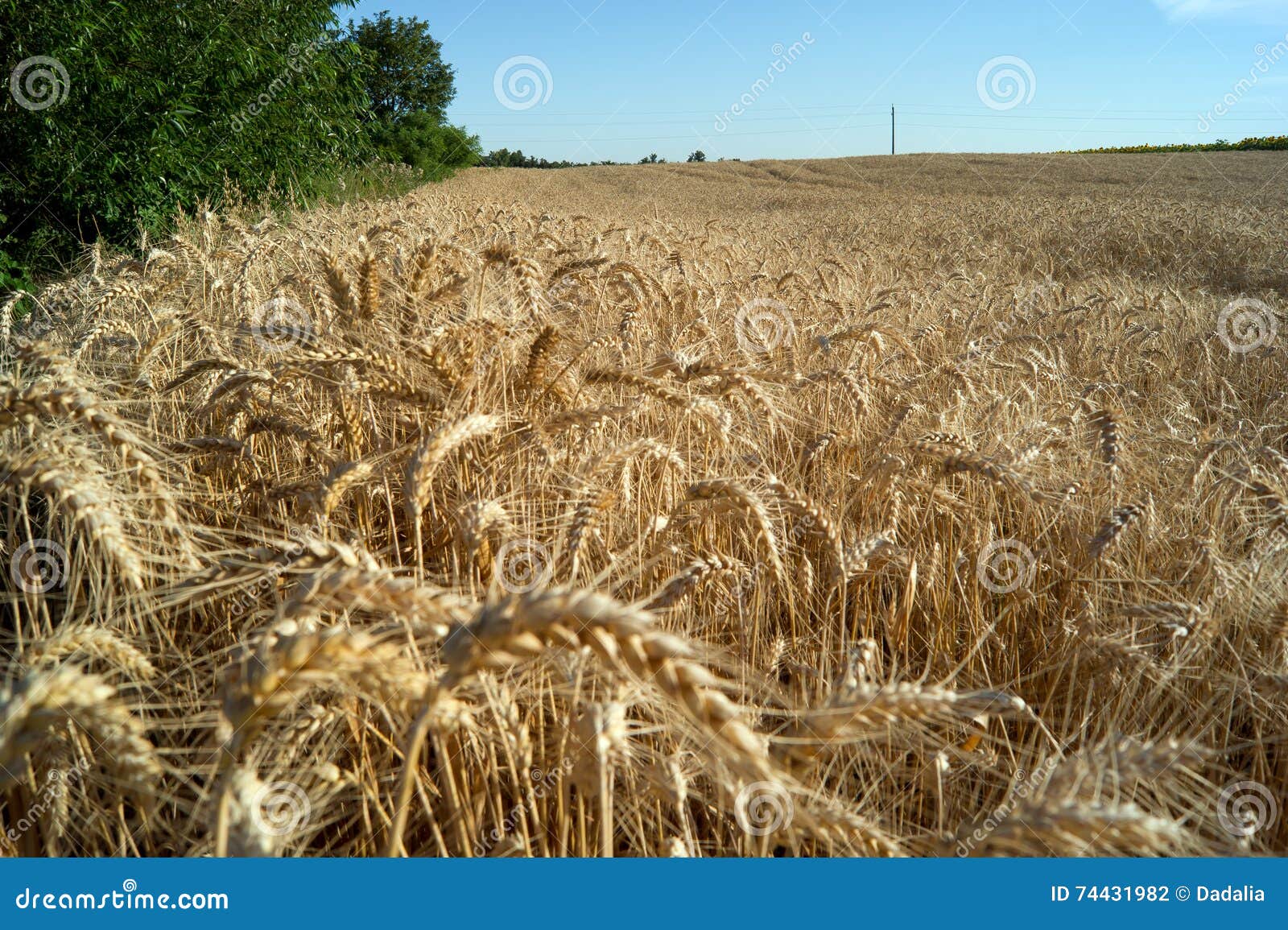 Wheat (Triticum Aestivum L.) Stock Photo - Image of cereal, land: 74431982