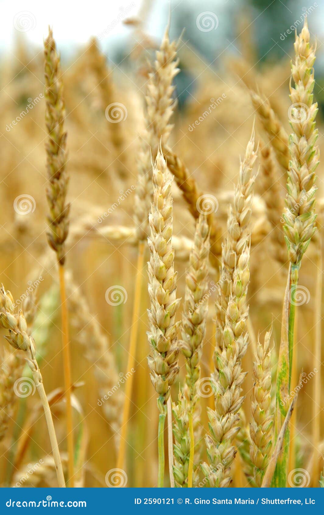 Wheat Turning Ripe stock image. Image of agriculture, food - 2590121