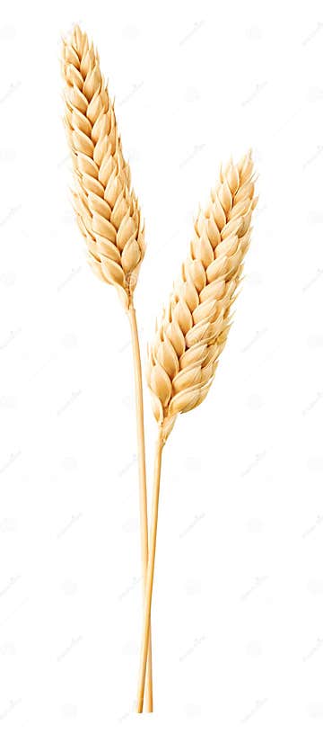 Wheat stock image. Image of wheat, organic, packaging - 96199233