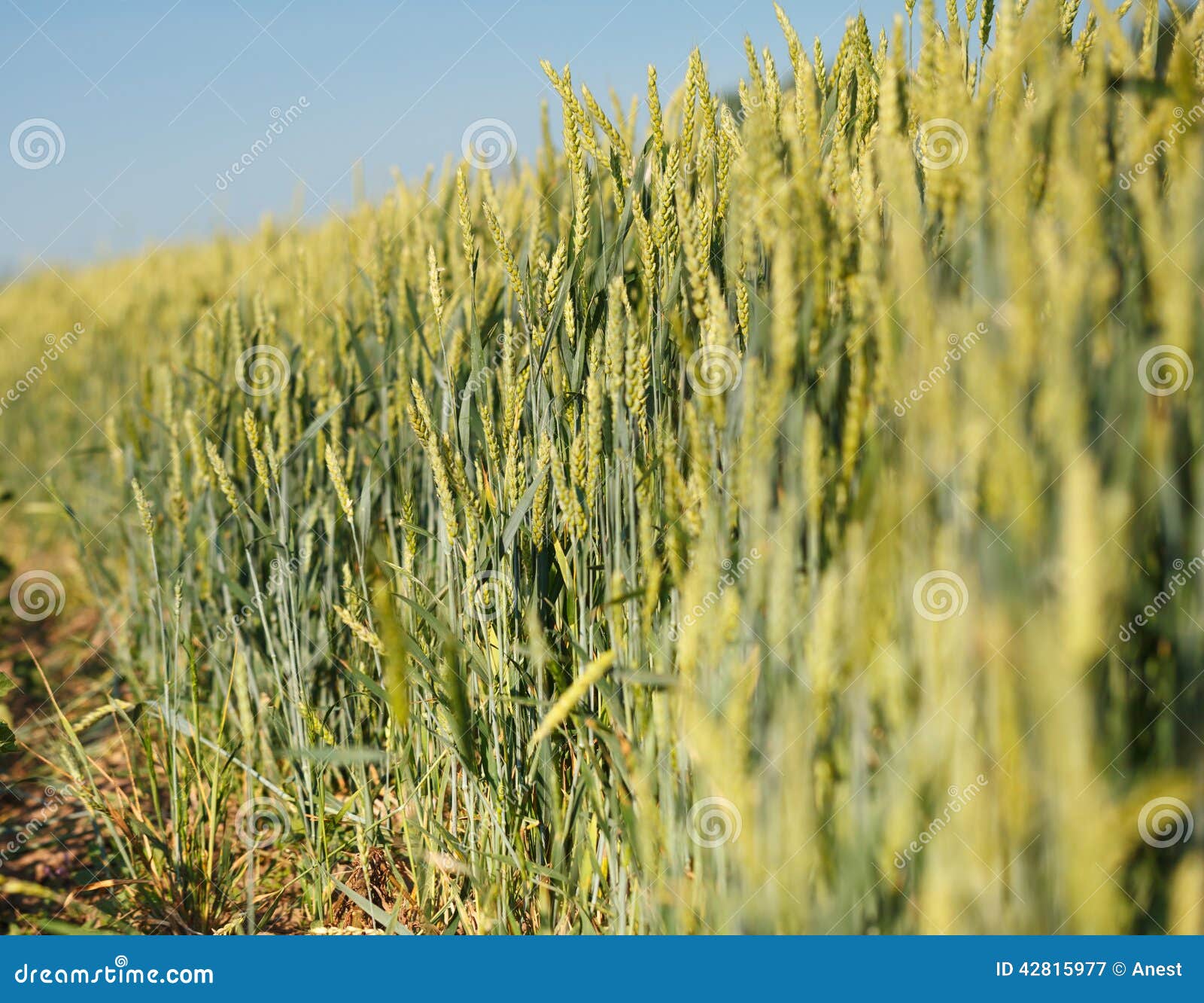 Wheat wall stock image. Image of productivity, edge, corn - 42815977
