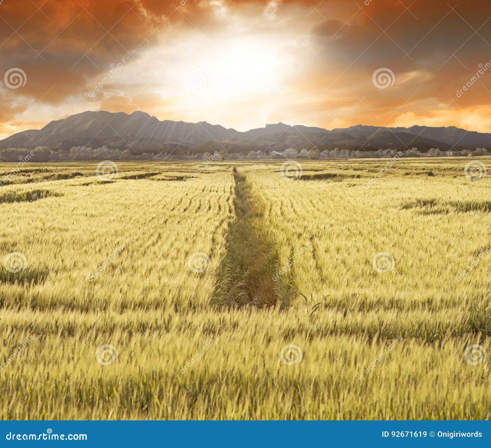 Wheat stock image. Image of farm, nature, food, land - 92671619
