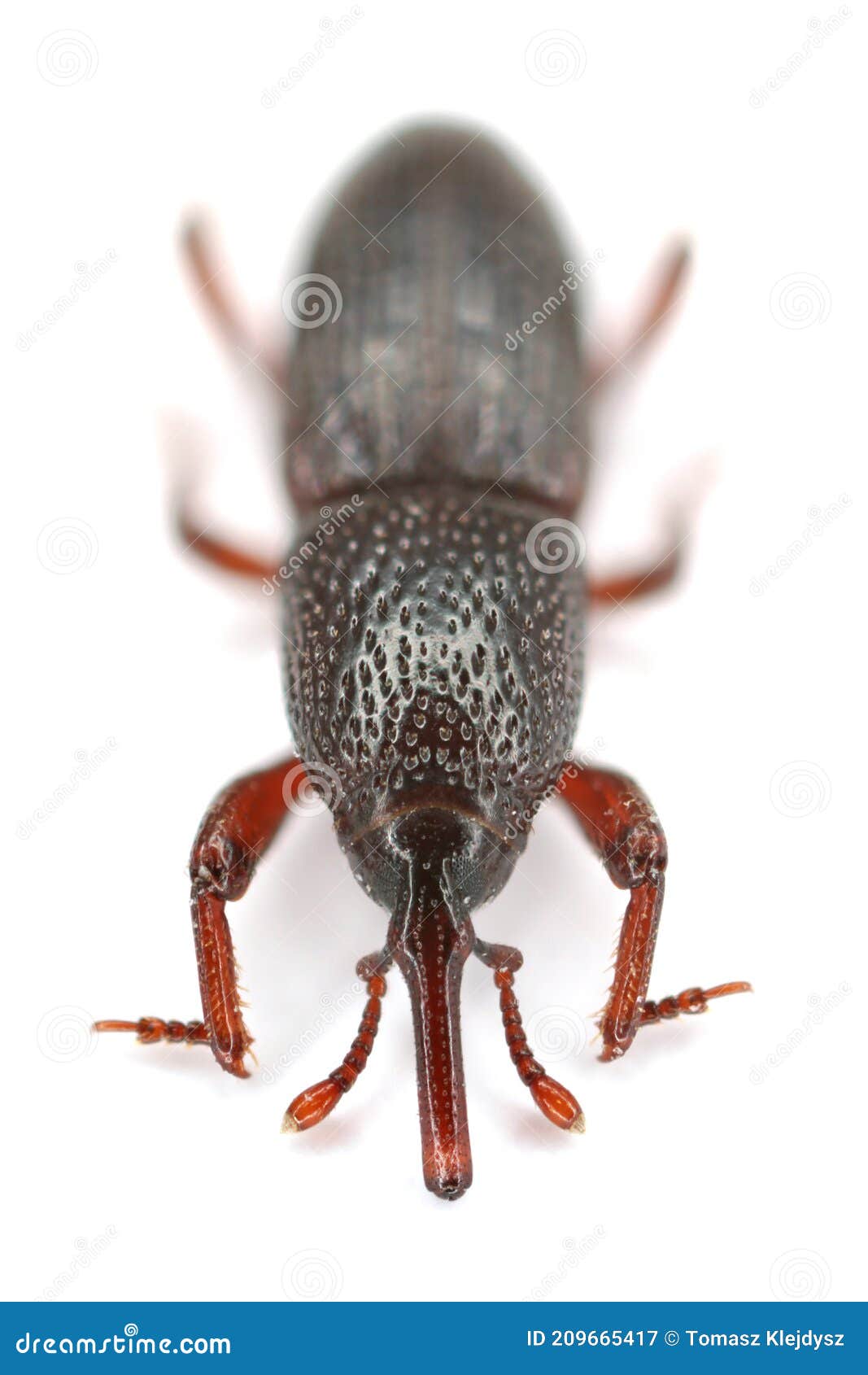 Wheat Weevil, Grain Weevil Sitophilus Granarius Beetle. Stock Image ...