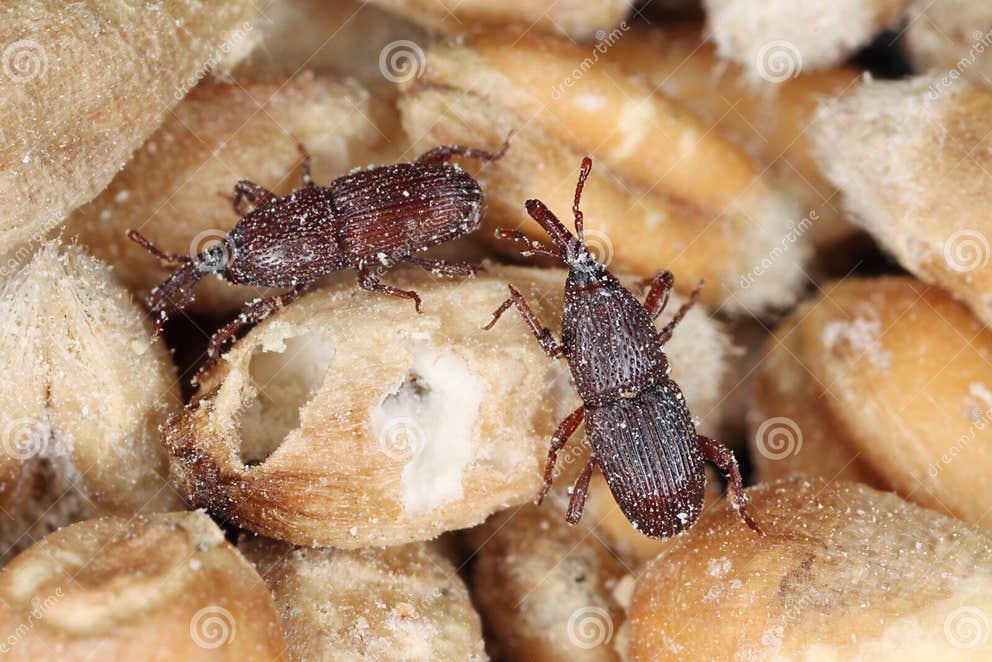 Wheat Weevil Sitophilus Granarius Beetle on Damaged Grain Stock Image ...