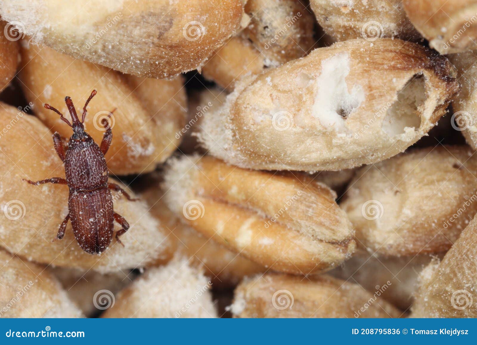 Wheat Weevil Sitophilus Granarius Beetle on Damaged Grain Stock Photo ...