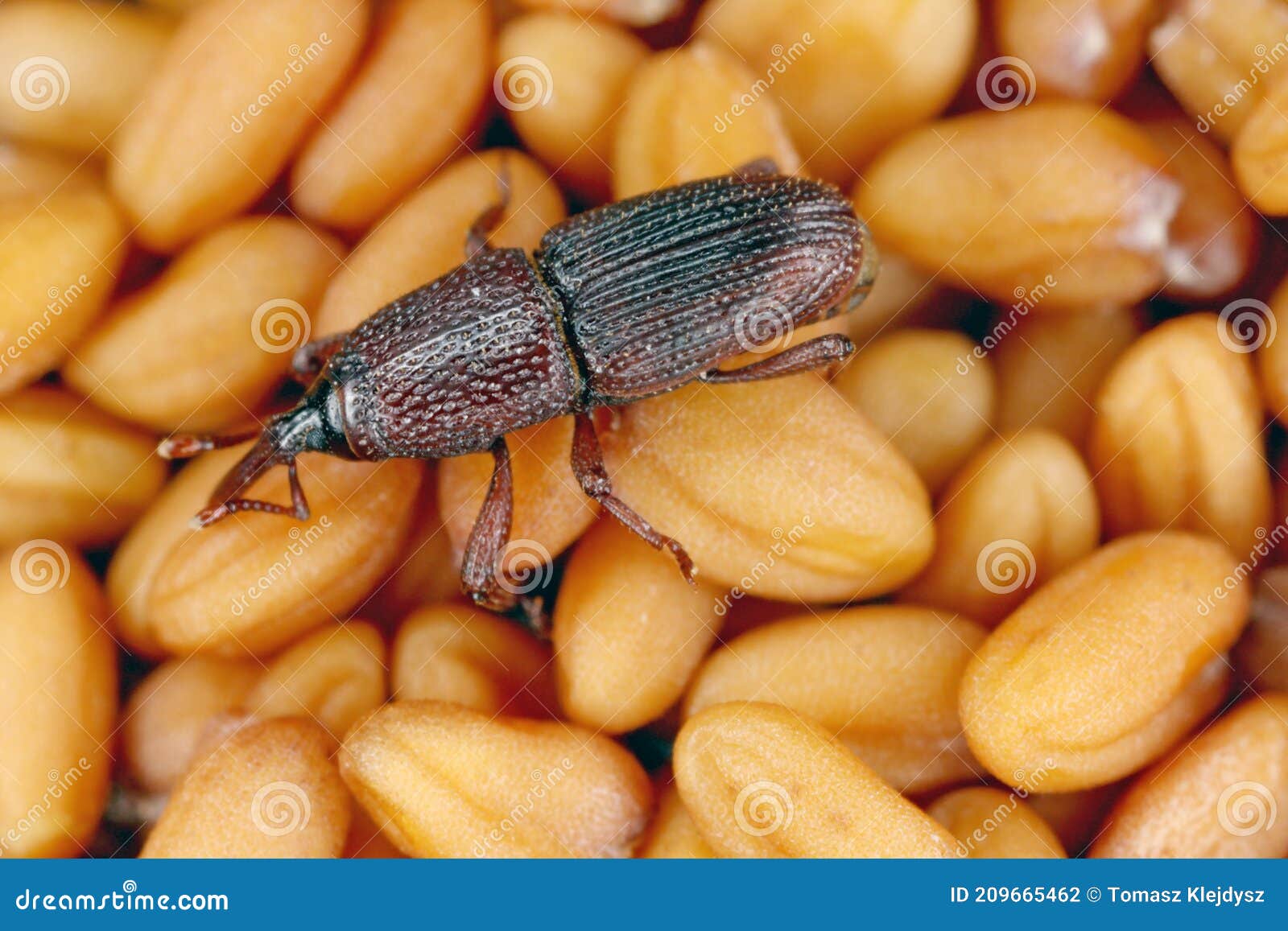 Wheat Weevil Sitophilus Granarius Beetle. Stock Photo - Image of infest ...