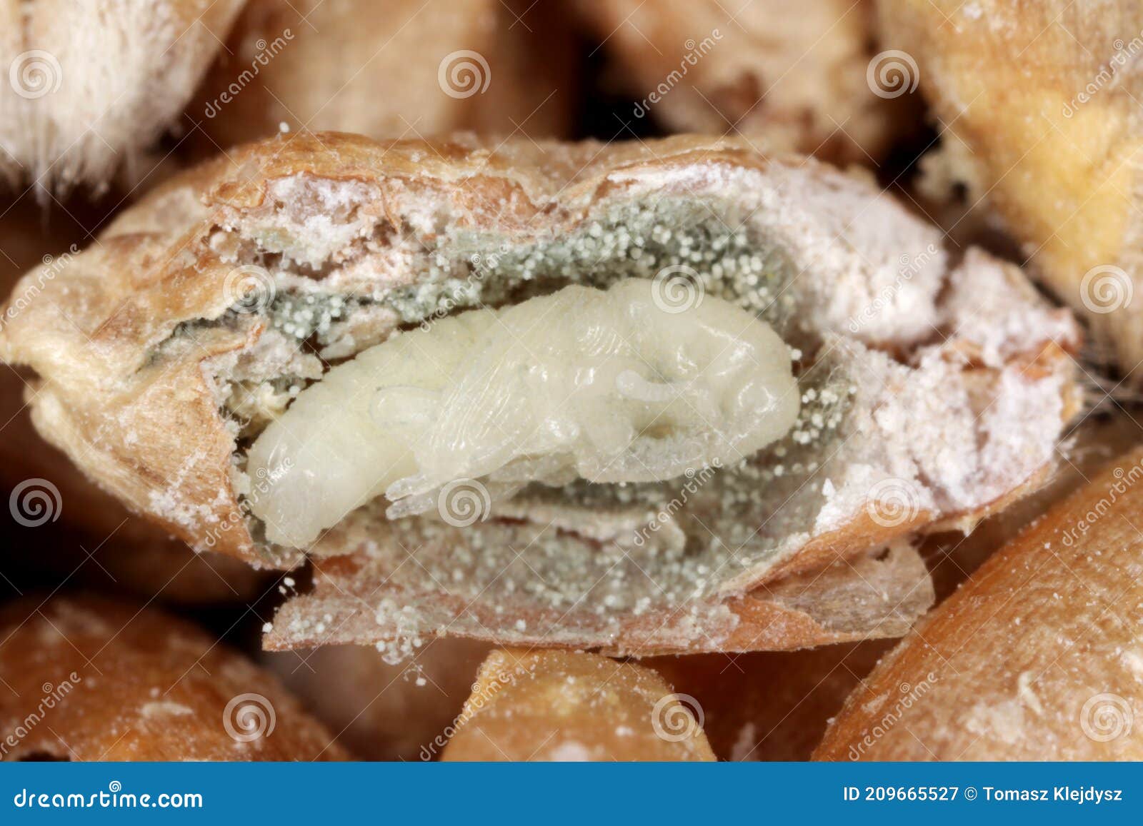 Wheat Weevil Sitophilus Granarius Pupa in Grain. Stock Image - Image of ...