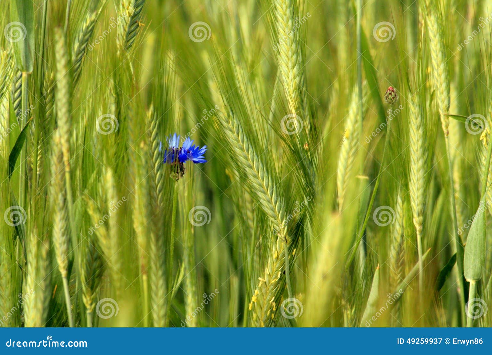 Wheat and wheat flower stock image. Image of corn, cloudscape - 49259937
