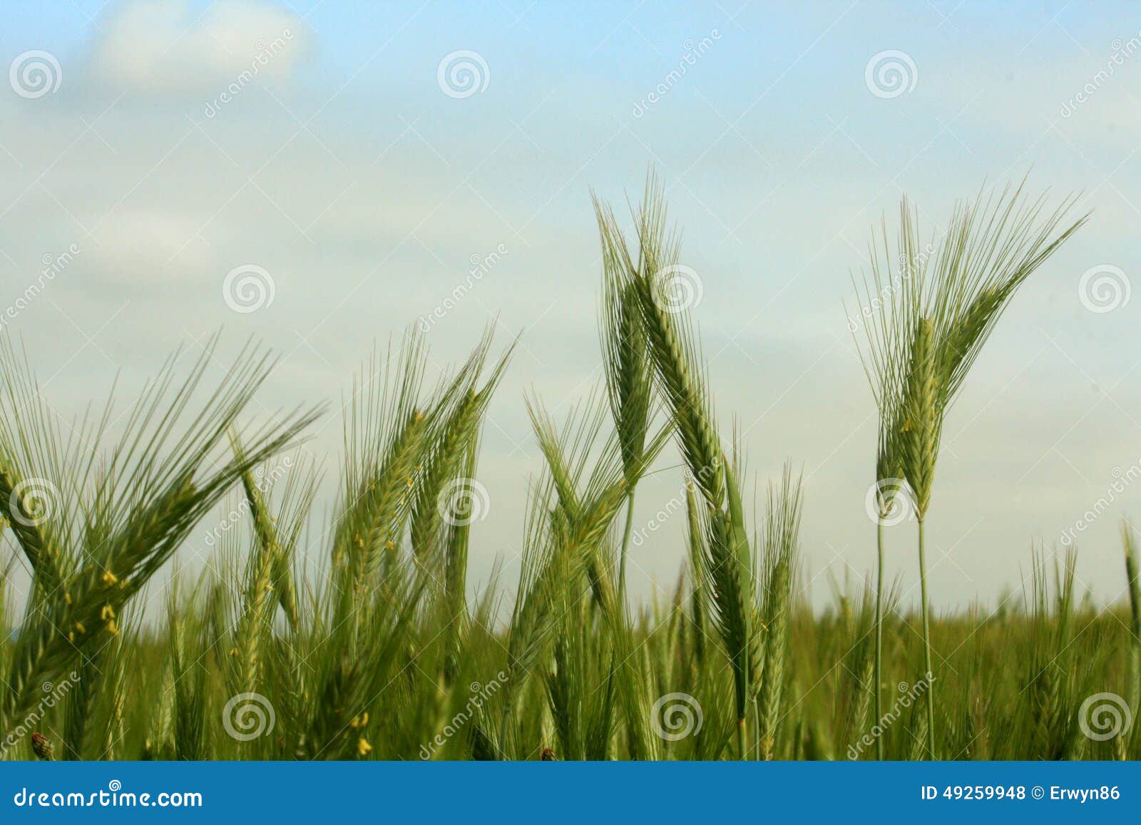 Wheat and wheat flower stock photo. Image of flower, harvesting - 49259948