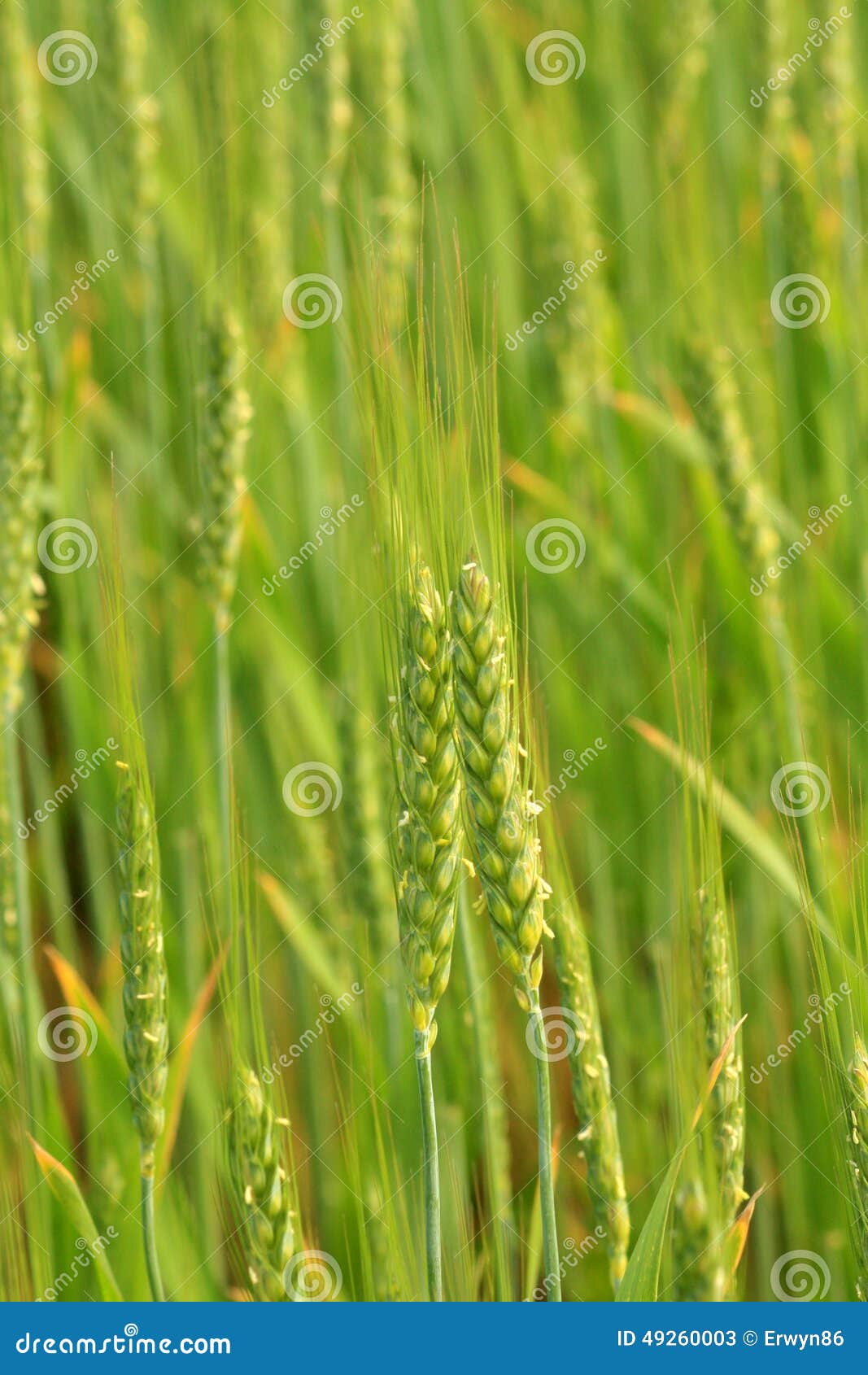 Wheat and wheat flower stock image. Image of corn, outdoors - 49260003