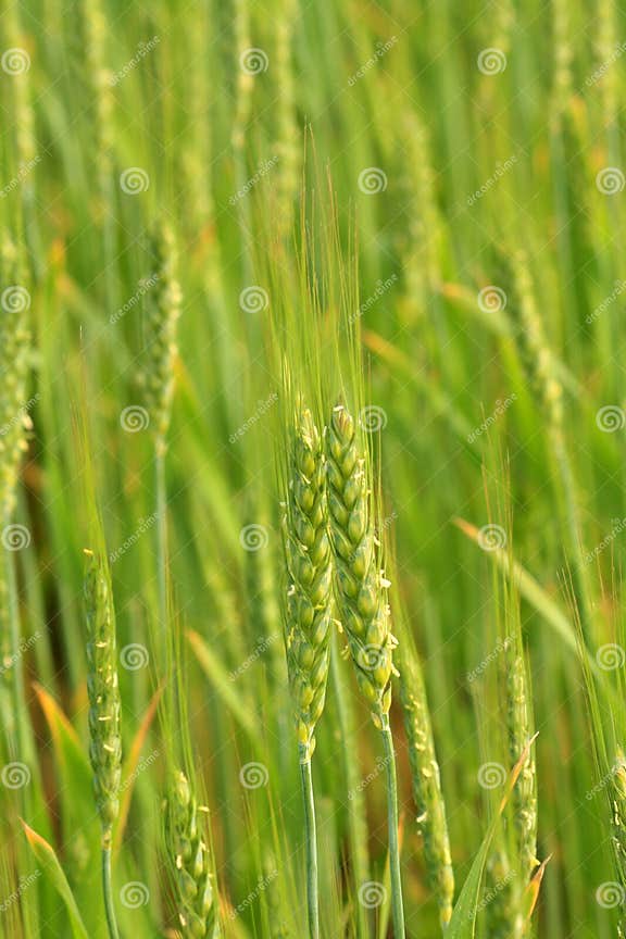 Wheat and wheat flower stock image. Image of corn, outdoors - 49260003