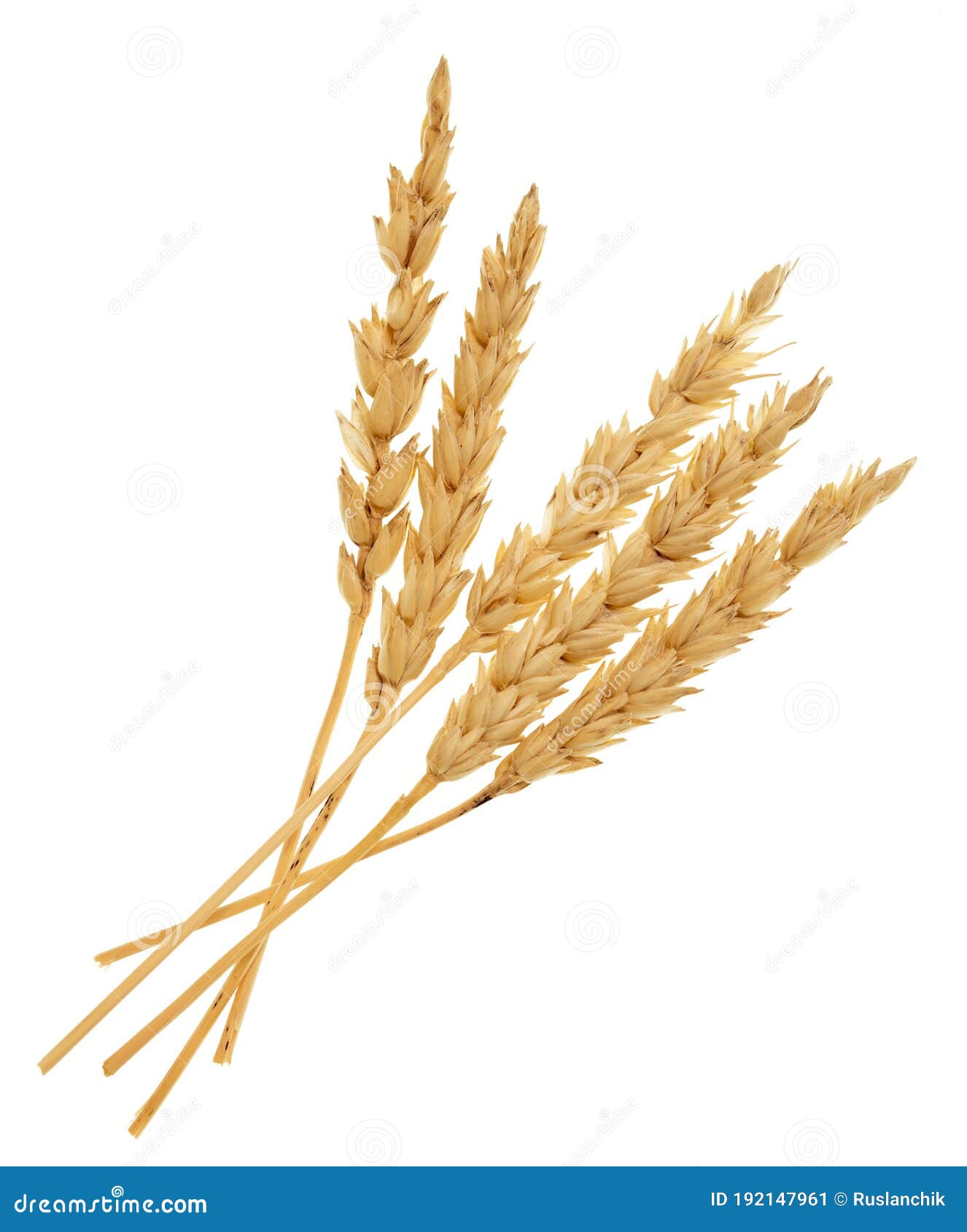 Wheat on white stock image. Image of wheat, close, plant - 192147961