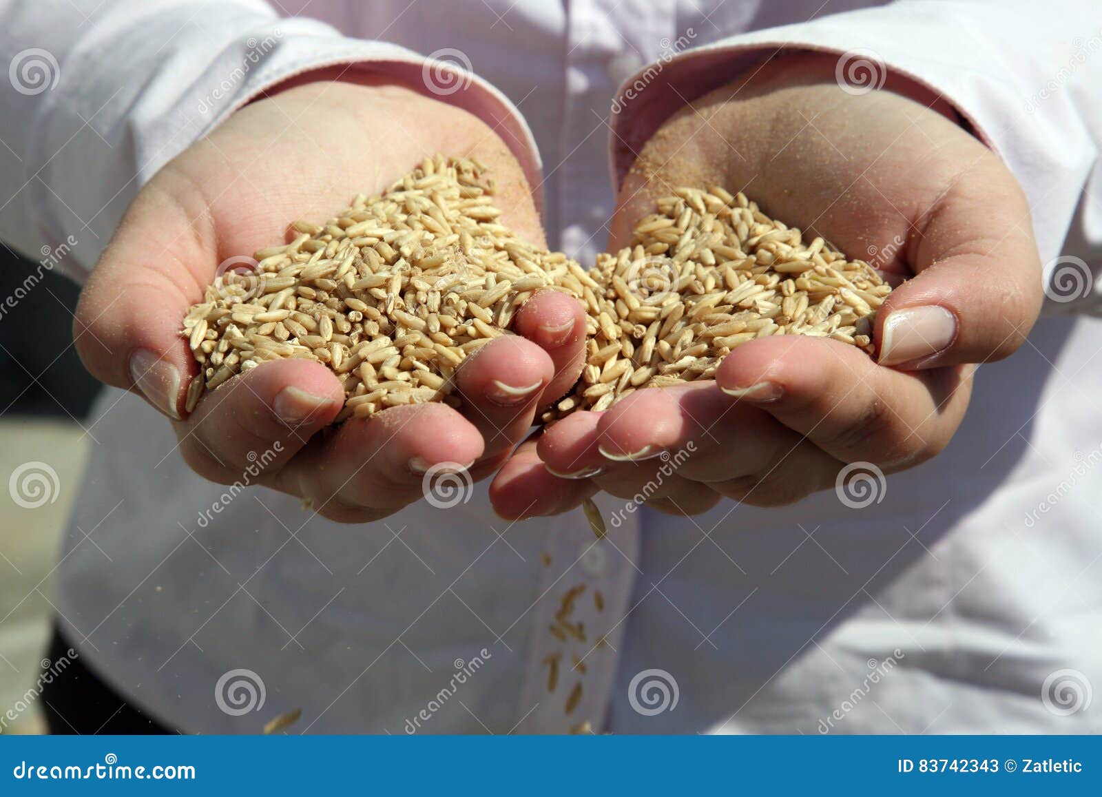 Wheat in woman`s hand stock image. Image of cultivation - 83742343