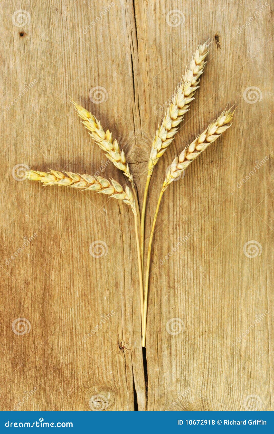 Wheat on wood stock photo. Image of produce, grain, golden - 10672918