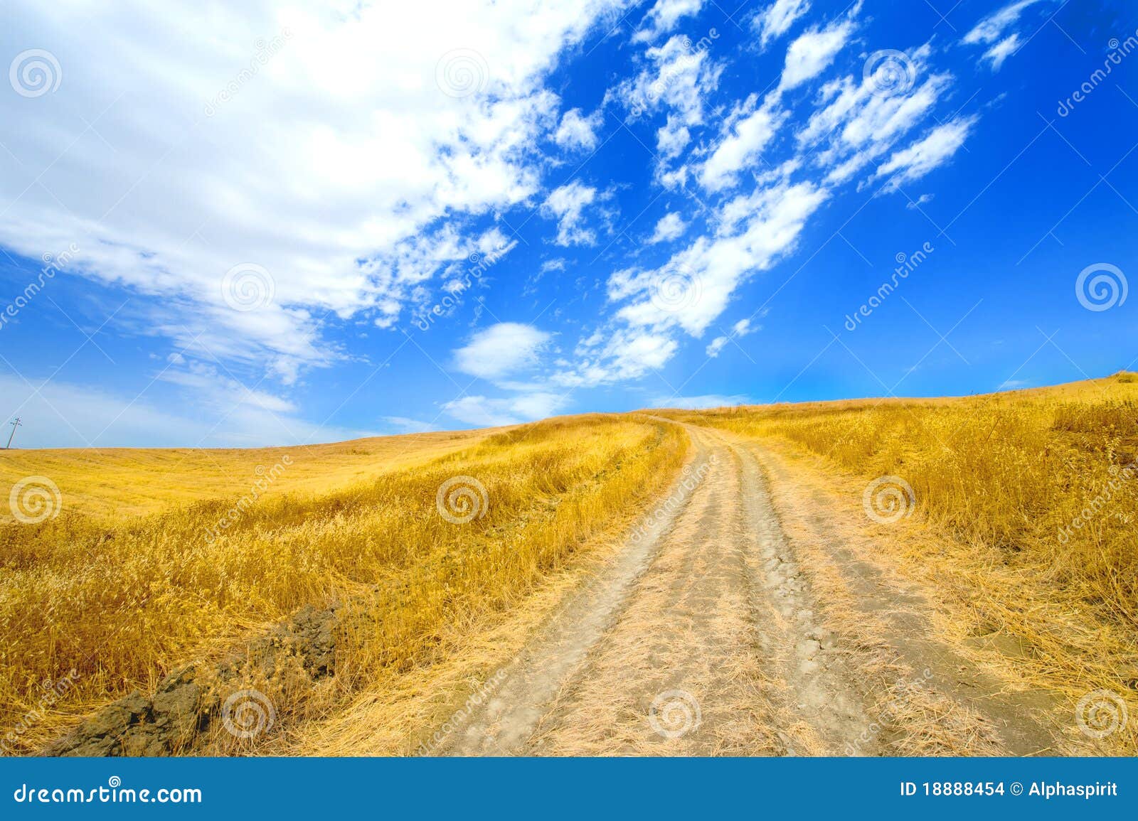 Wheat yellow field stock photo. Image of yellow, green - 18888454