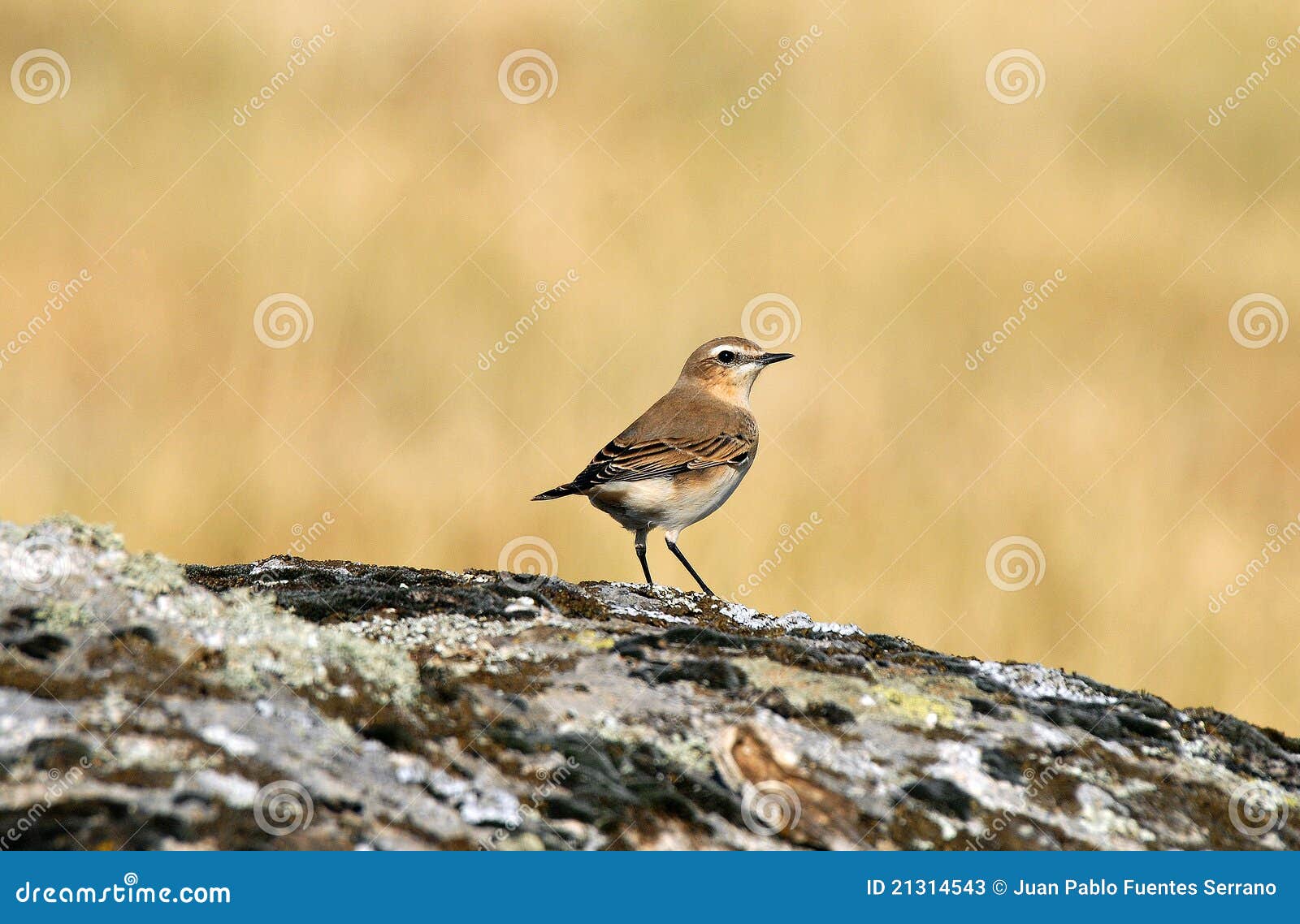 Wheatear stock image. Image of white, animals, countryside - 21314543