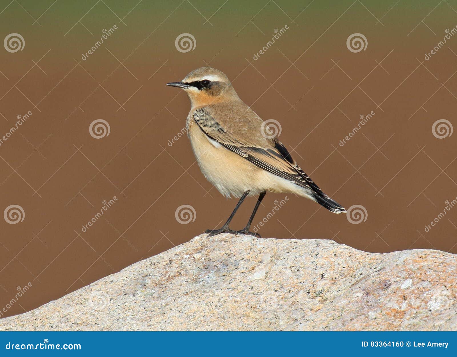 Wheatear stock photo. Image of cute, ornithology, spring - 83364160