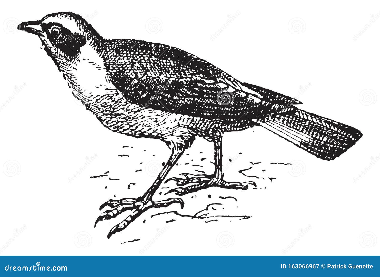 Wheatear, Vintage Engraving Cartoon Vector | CartoonDealer.com #163066967