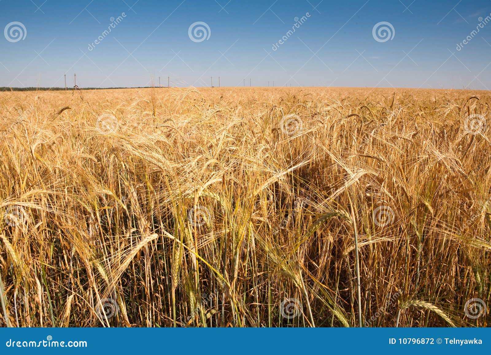 Wheaten field stock photo. Image of country, bright, environment - 10796872