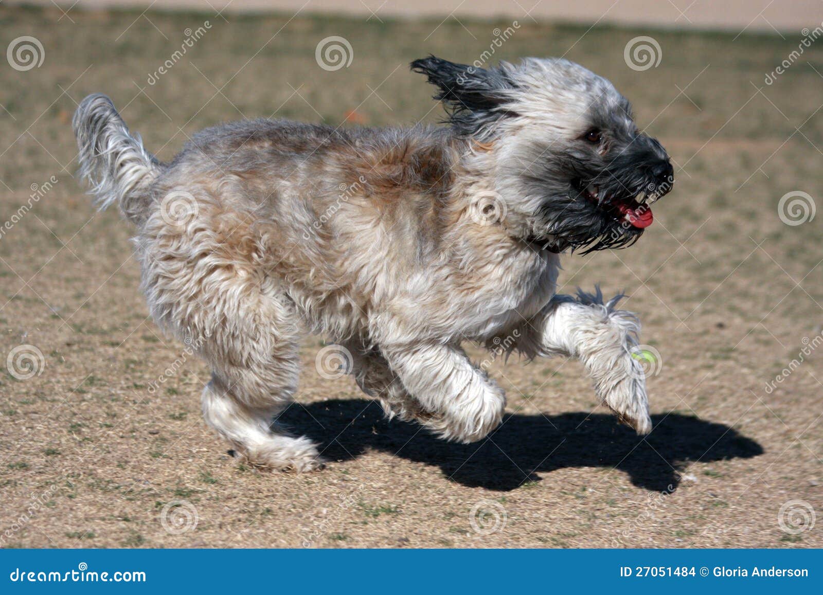 Wheaten Terrier Running at the Park Stock Photo - Image of gray, cute ...