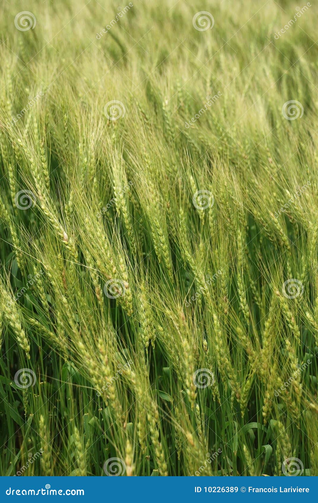 Wheatfield stock image. Image of cereals, farmland, countryside - 10226389