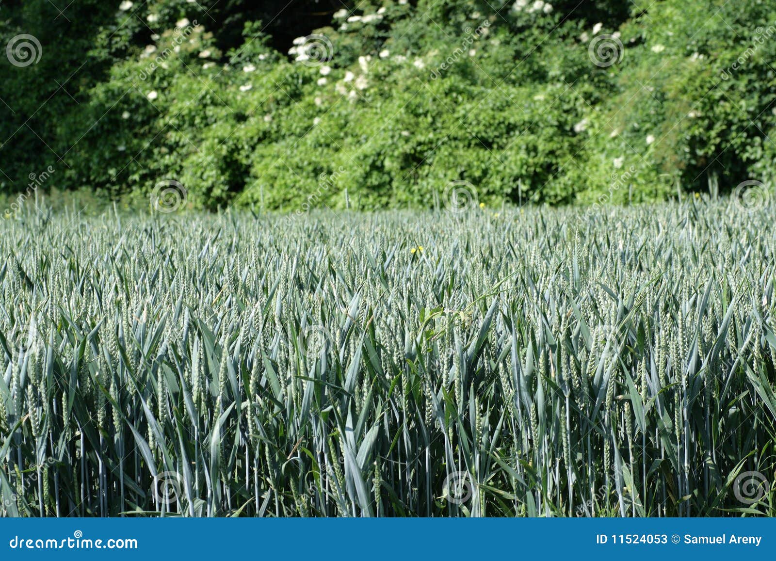 Wheatfield stock image. Image of wheatfield, culture - 11524053