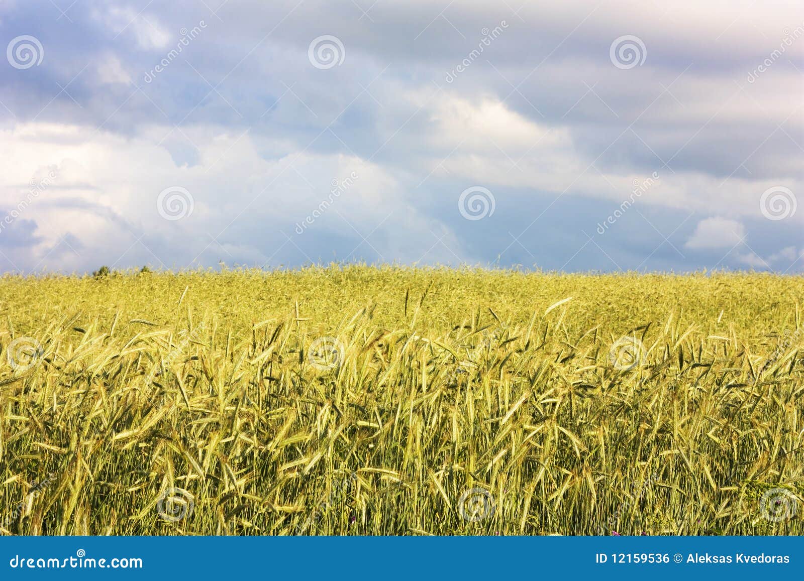 Wheatfield stock photo. Image of blue, foreground, gold - 12159536