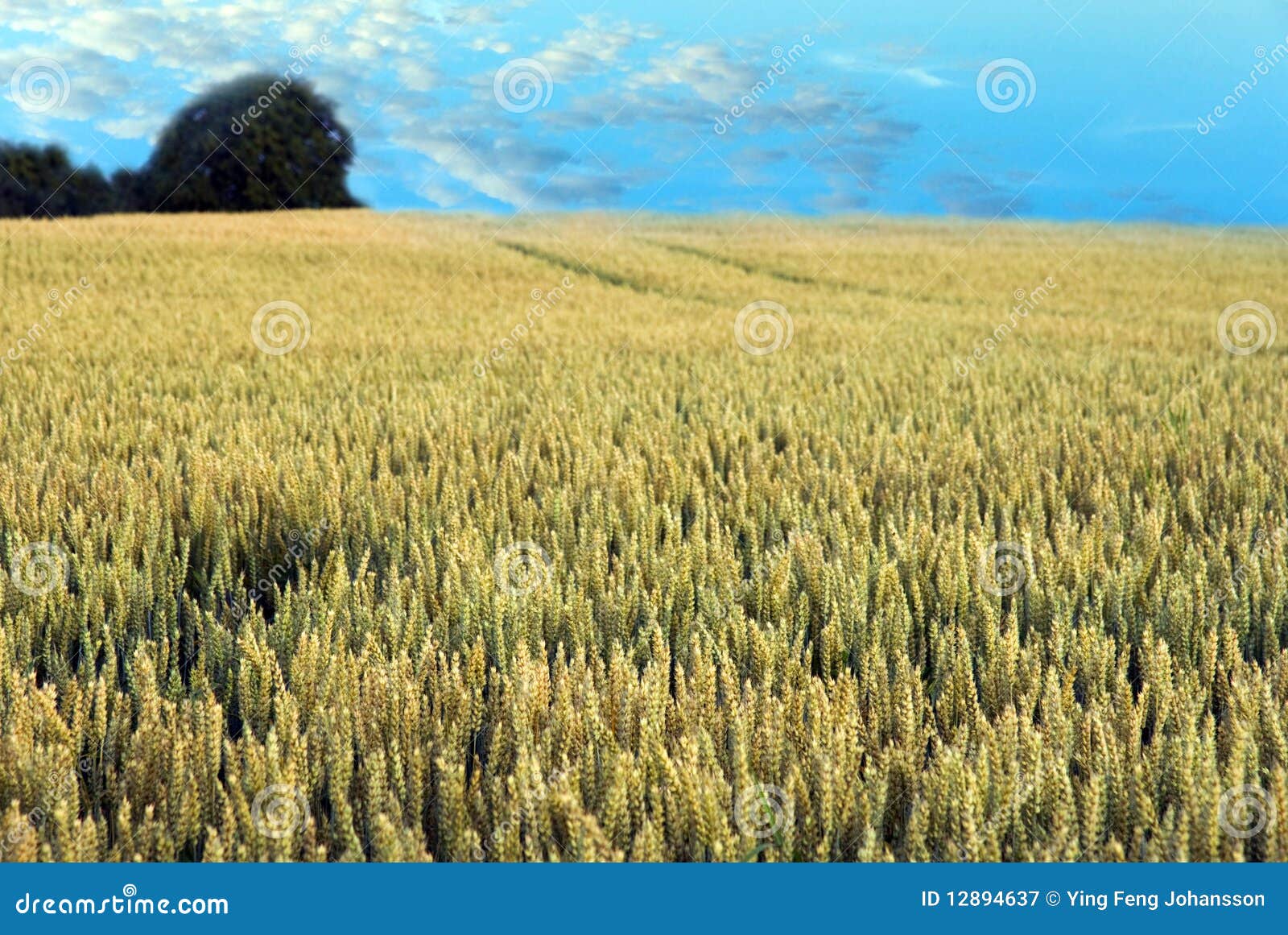 Wheatfield Background Stock Photography | CartoonDealer.com #49338404