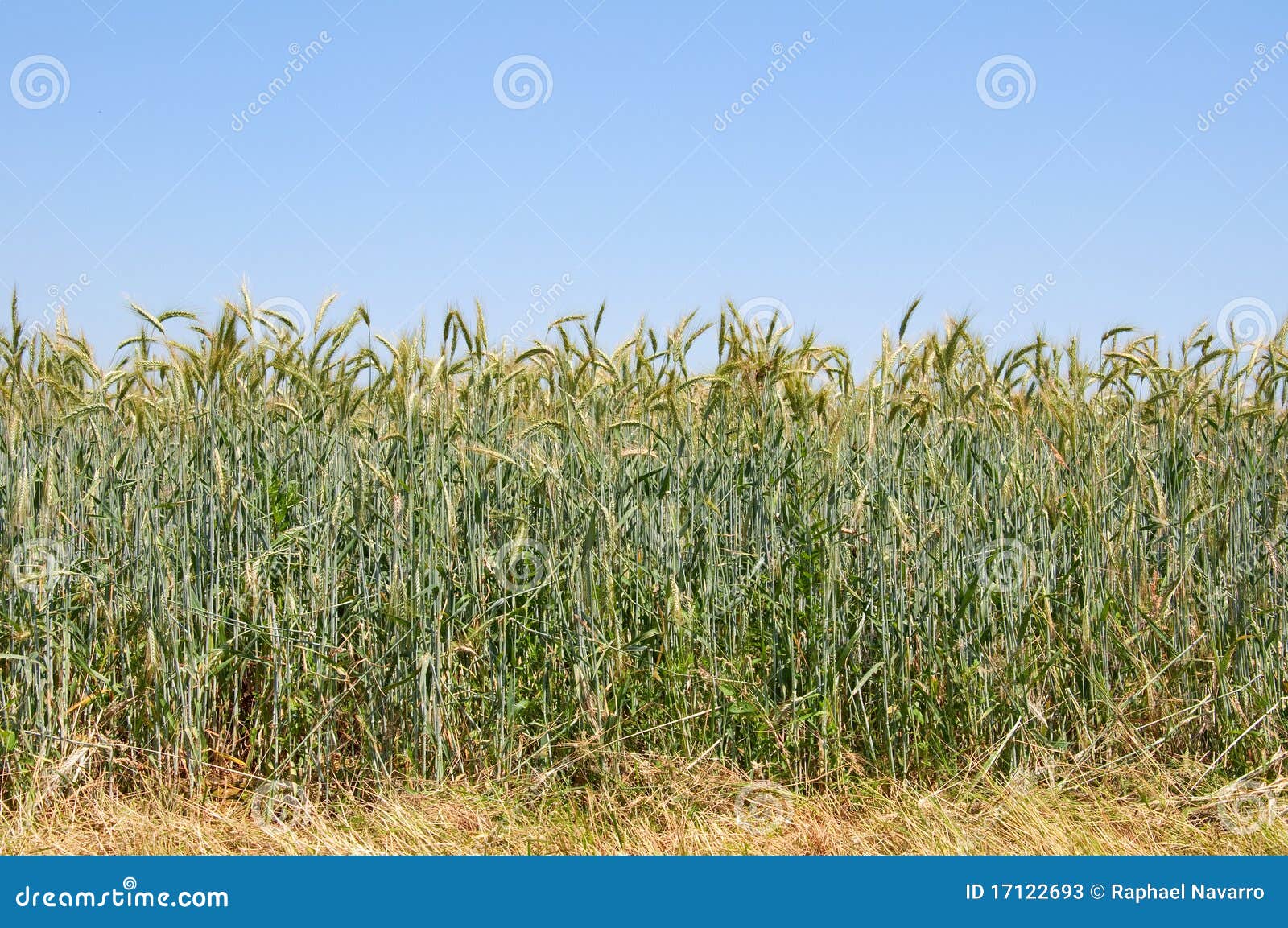 Wheatfield stock image. Image of plant, water, flooding - 17122693