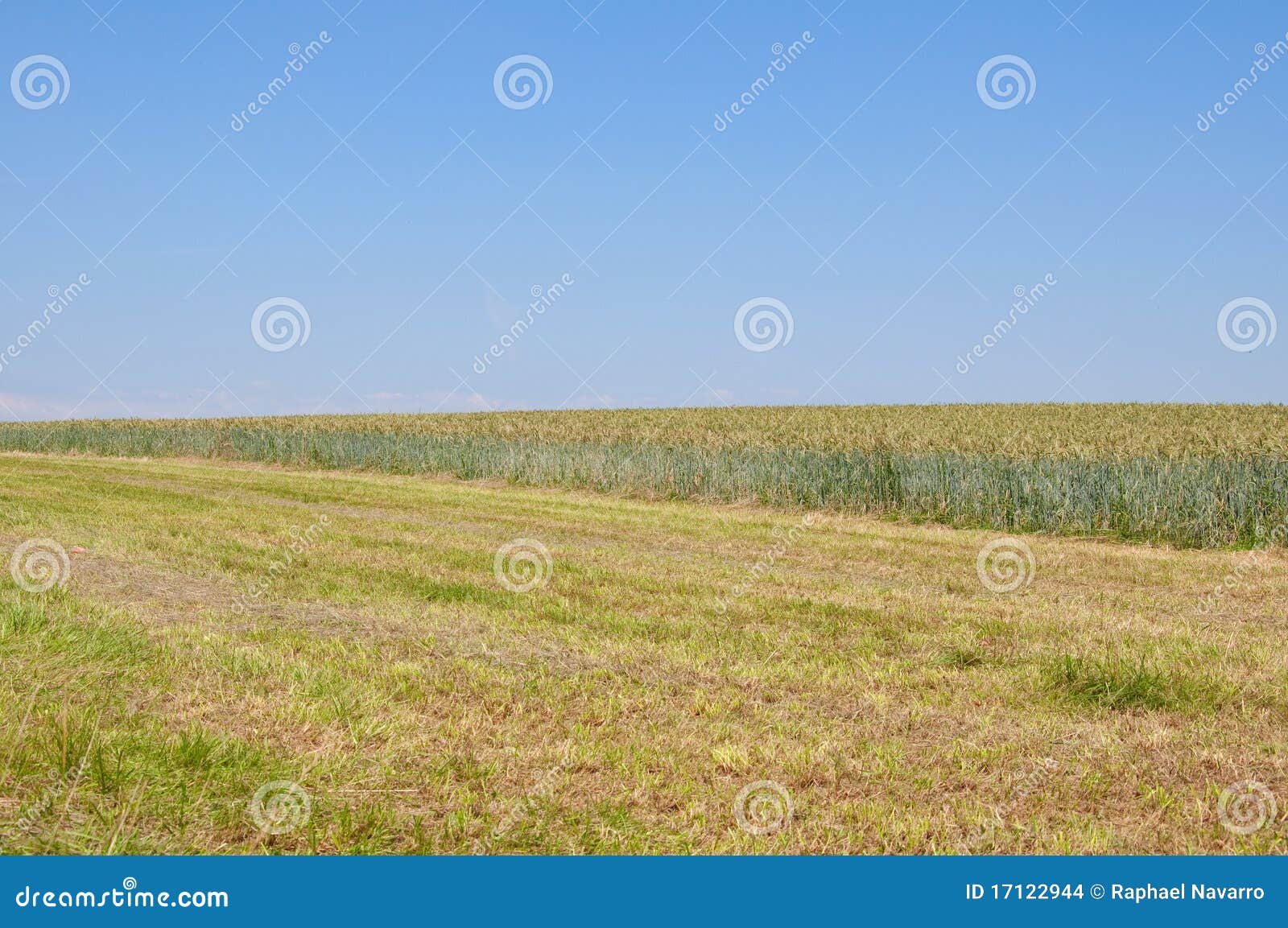 Wheatfield stock foto. Image of agronomie, spruiten, planting - 17122944