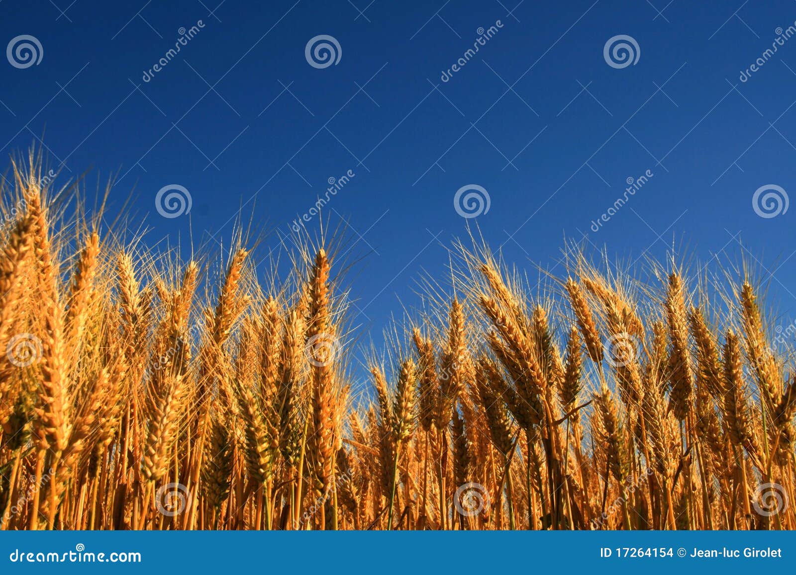 Wheatfield stock photo. Image of countryside, fields - 17264154