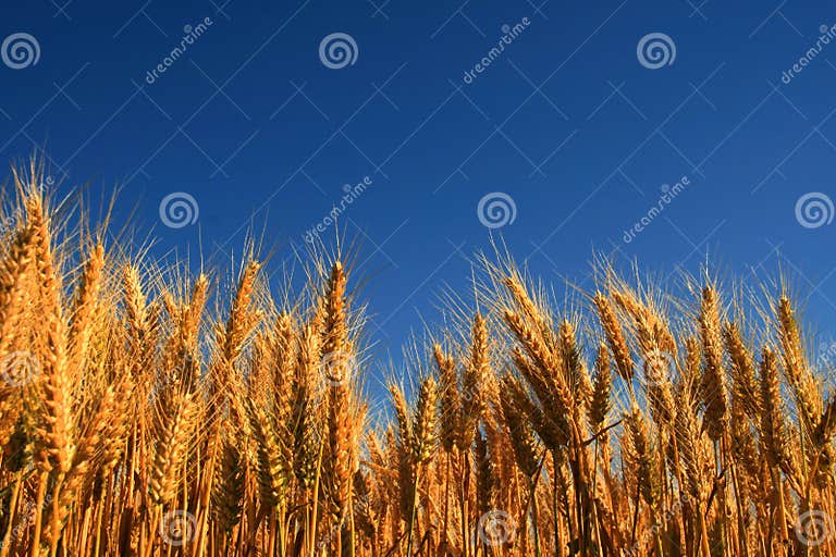 Wheatfield stock photo. Image of countryside, fields - 17264154