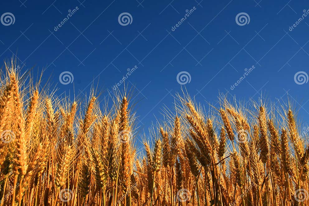 Wheatfield stock photo. Image of countryside, fields - 17264154