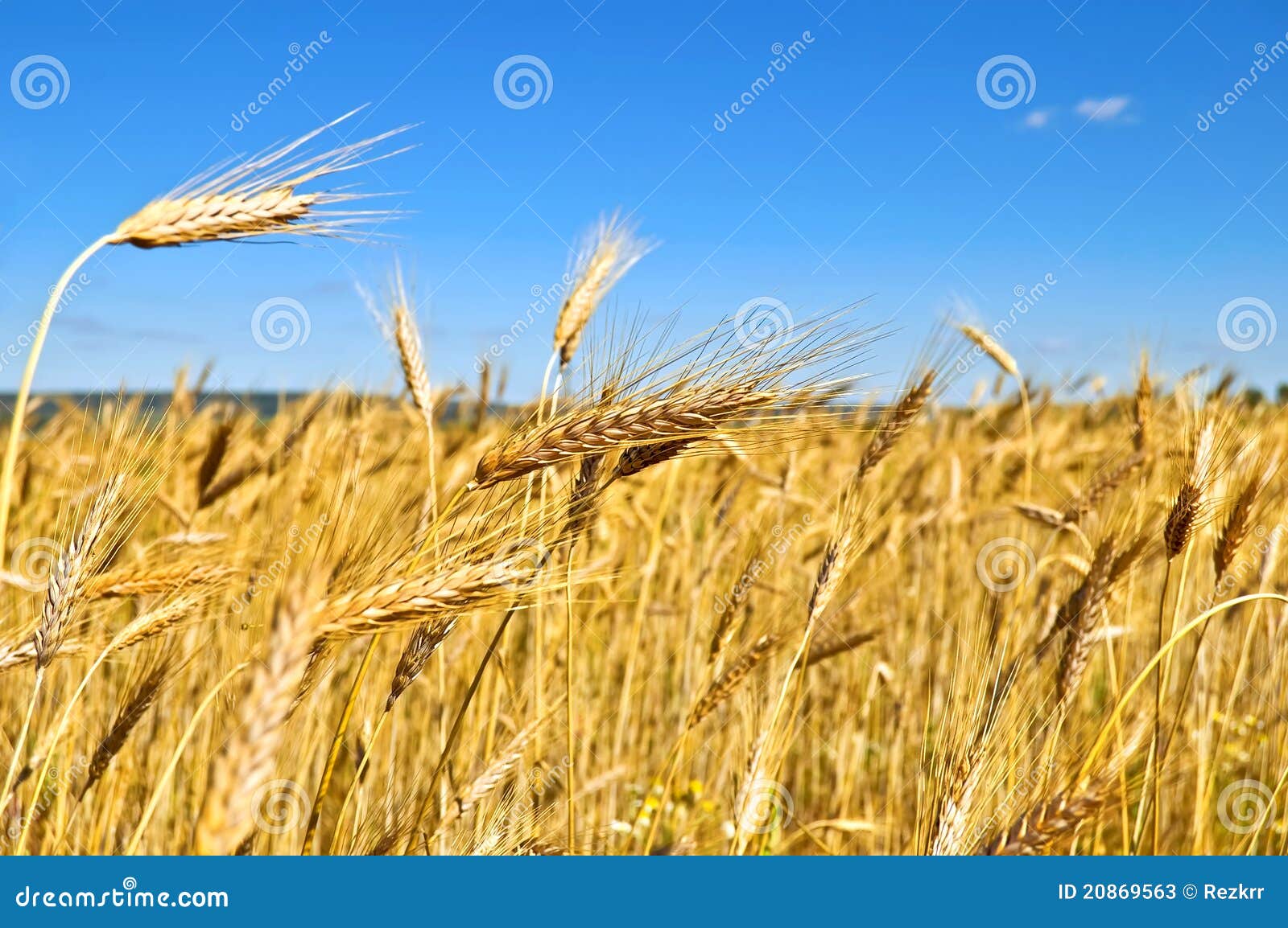 Wheatfield stock image. Image of landscape, field, cornfield - 20869563