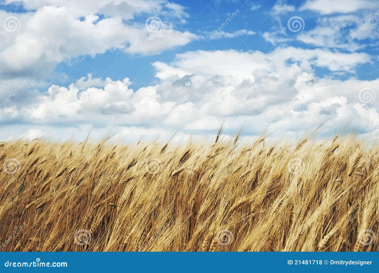 Wheatfield stock photo. Image of field, harvest, grain - 21481718