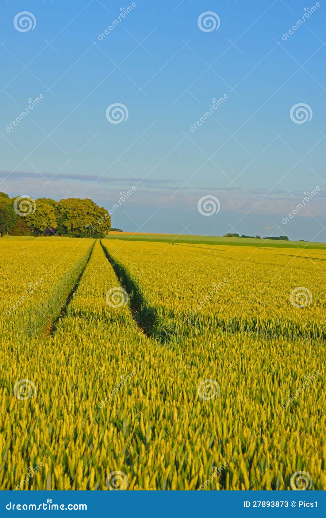 Wheatfield stock image. Image of corn, wheat, growth - 27893873